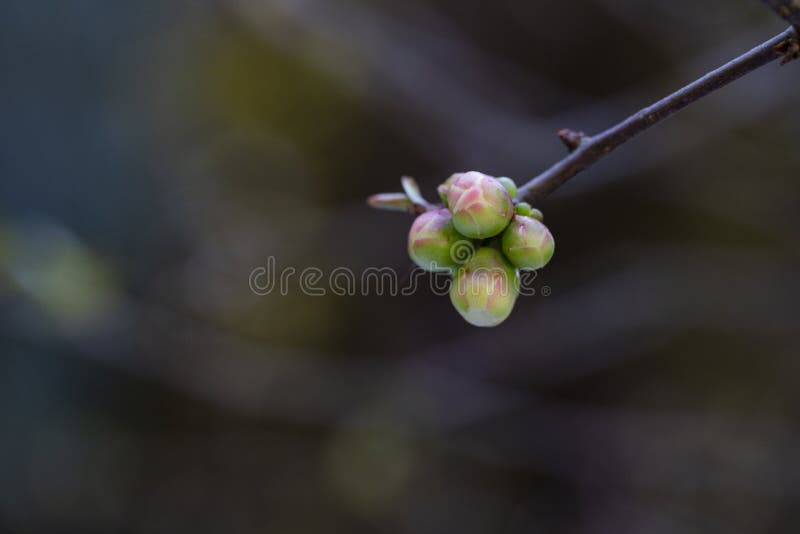 Tree Branch, the First Leave in Spring. Buds in the Trees Bloom on a ...