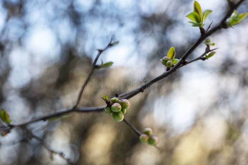 Tree Branch, the First Leave in Spring. Buds in the Trees Bloom on a ...