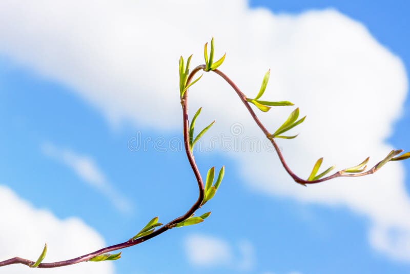 The Tree Branch with the First Leaves. Spring Curve and Blue Sky Stock ...