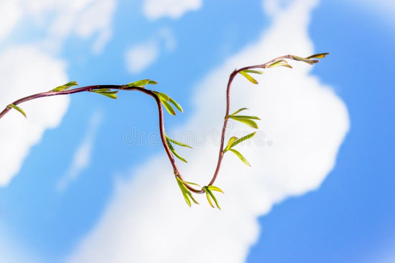 The Tree Branch with the First Leaves. Spring Parabola and Blue Sky ...
