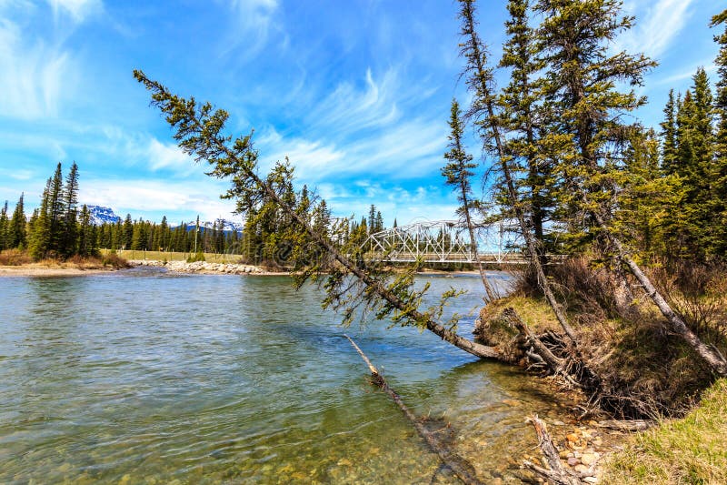 A Tree Branch is Floating in the Water Near a Bridge Stock Image ...