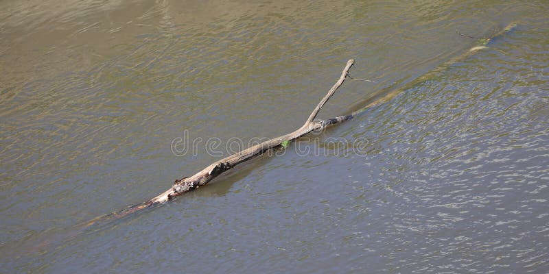 Tree Branch Floats in the Muddy Water of the River Stock Photo - Image ...