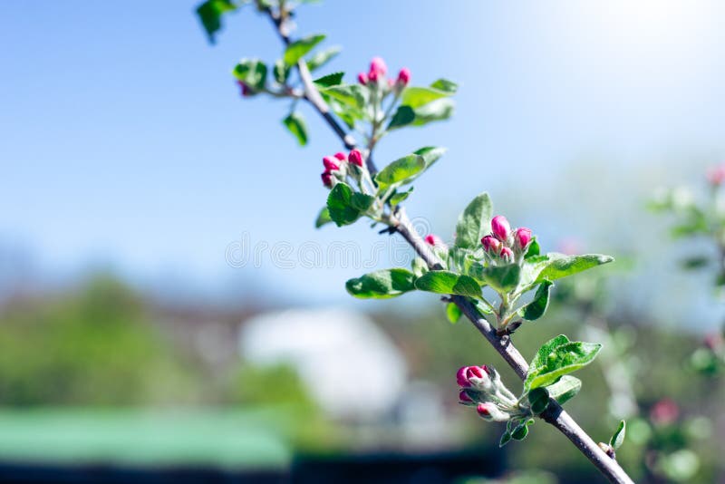 Tree Branch. Flower on a Tree in Spring. Blossoming Trees. on the ...