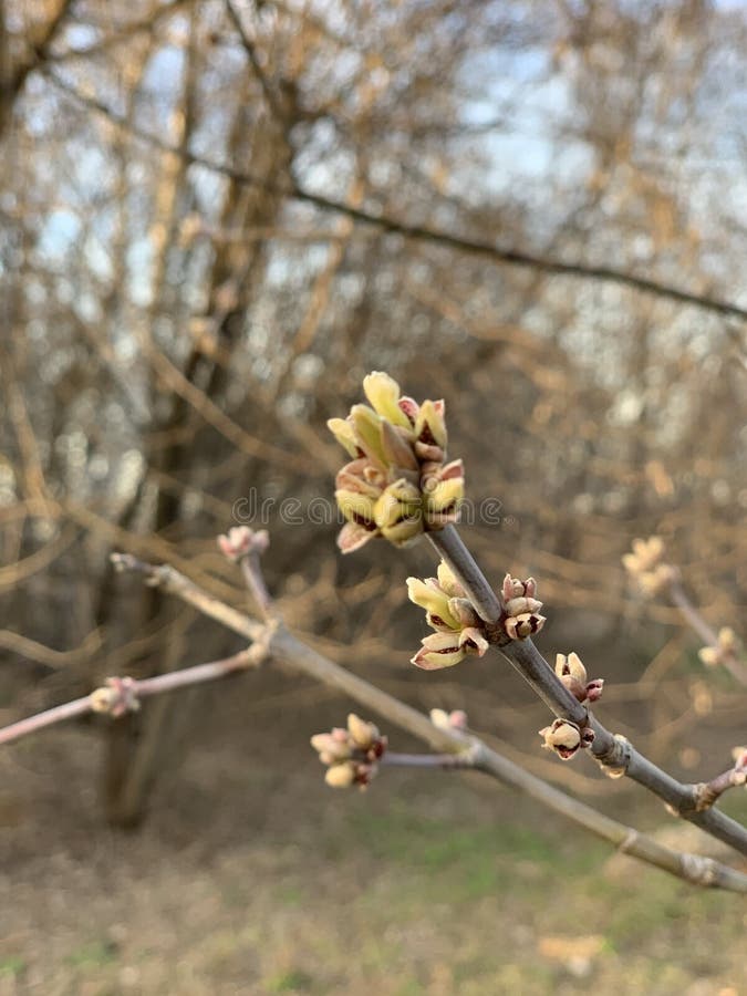 Tree Branch in the Foreground Stock Image - Image of tree, branches ...