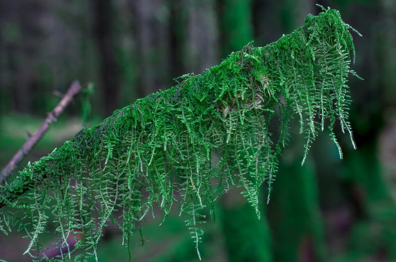 Tree Branch in the Forest Covered by Moos,UK Stock Photo - Image of ...