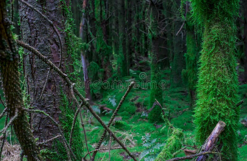 Tree Branch in the Forest Covered by Moos,UK Stock Photo - Image of ...