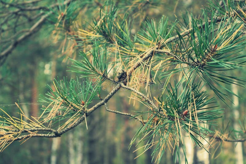 Tree Branch in the Forest, Forest Trees Stock Image - Image of forest ...
