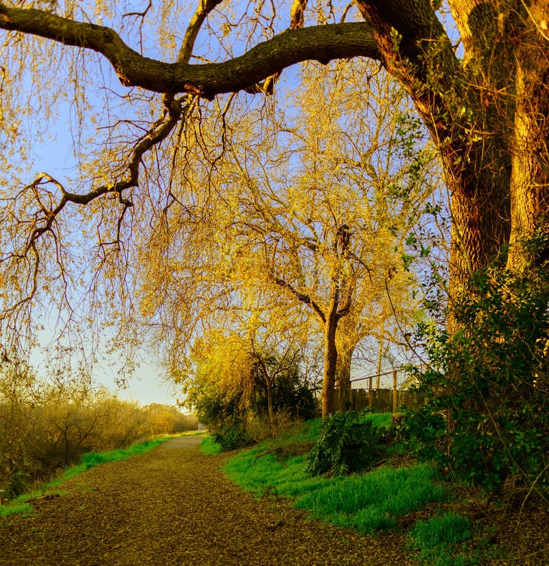 Pathway with tree stock photo. Image of leaves, pathway - 122855956
