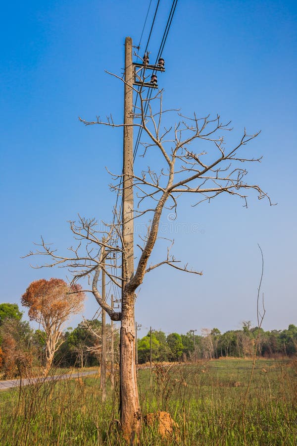 Tree Branch in Front of Electrical Transmission Line. Stock Image ...