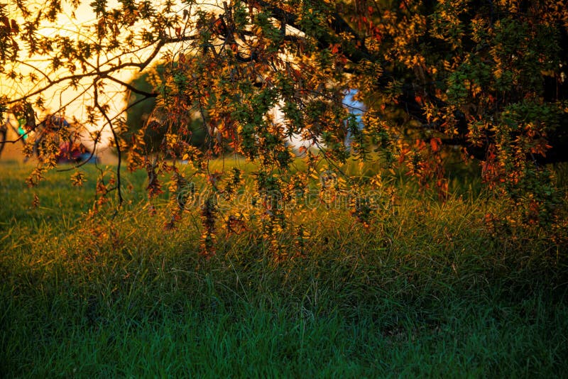 Tree Branch Backlit in Summer Stock Image - Image of botany, leaf ...