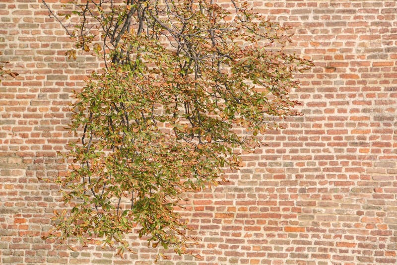 Tree Branch in Front of Old Brick Wall Stock Image - Image of surface ...