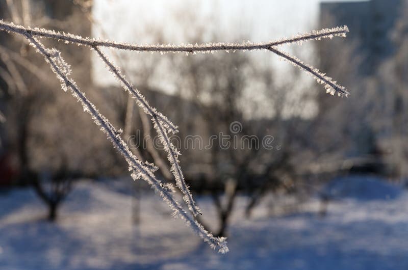 Tree branch in the frost stock photo. Image of frozen - 103242954