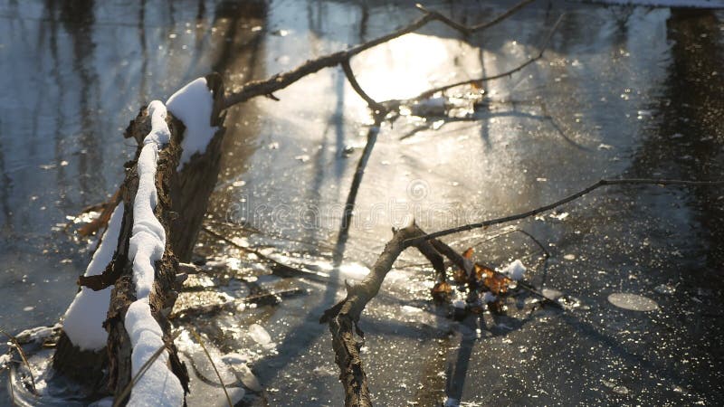 Tree Branch Frozen in the Ice Forest River Nature Landscape Winter ...