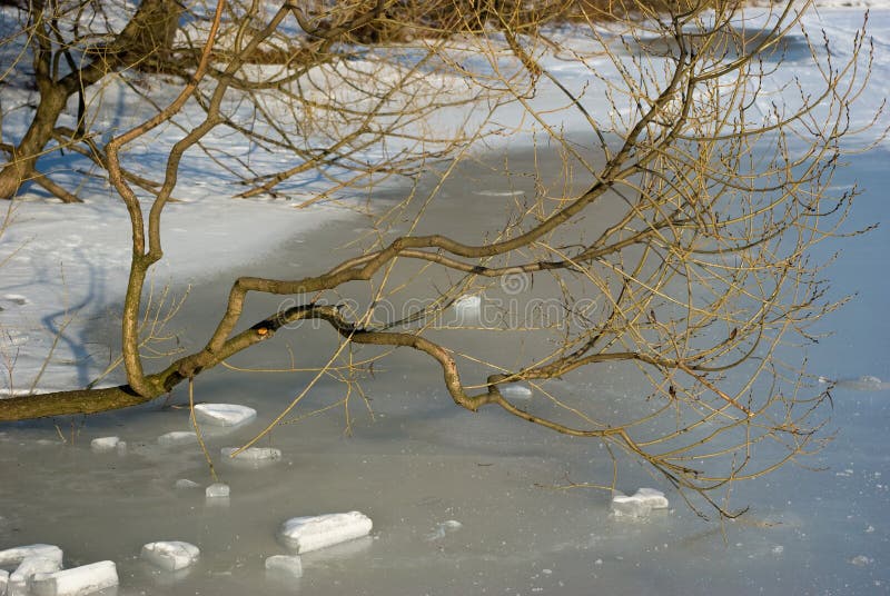 Tree branch on frozen pond stock image. Image of bank - 12205665