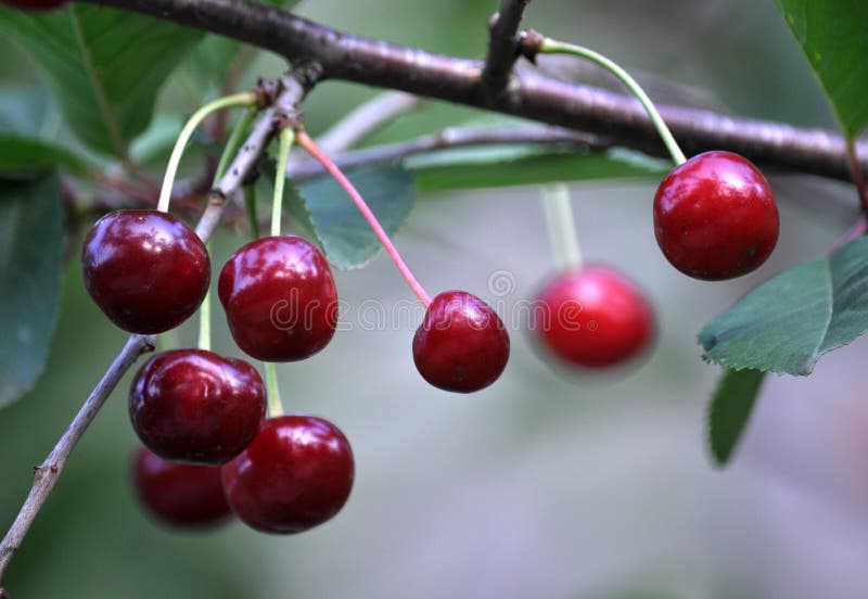 On a Tree Branch Fruit is Cherry Stock Photo - Image of ripe, orchard ...