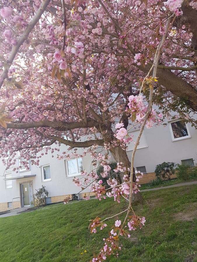 Tree Branch Full of Beautiful Pink Blossom Stock Photo - Image of petal ...