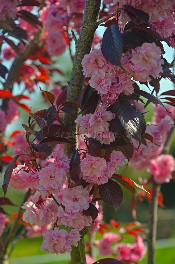 Tree Branch Full with Blooming Violet Flowers Stock Image - Image of ...