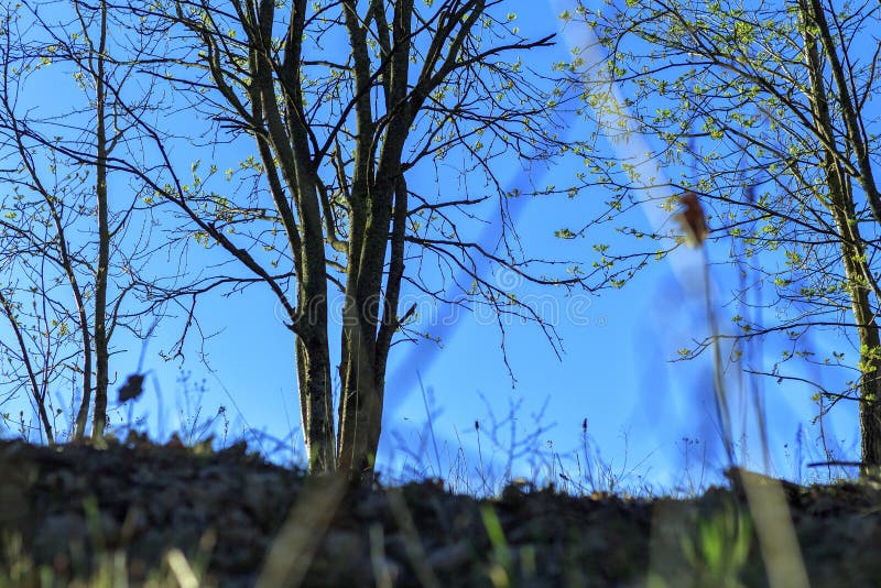 Tree Branch in Full Blossom on a Beautiful Stock Image - Image of macro ...