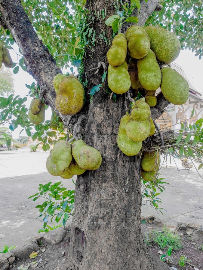 A Tree Branch Full of Jack Fruits Stock Photo - Image of asian, fresh ...