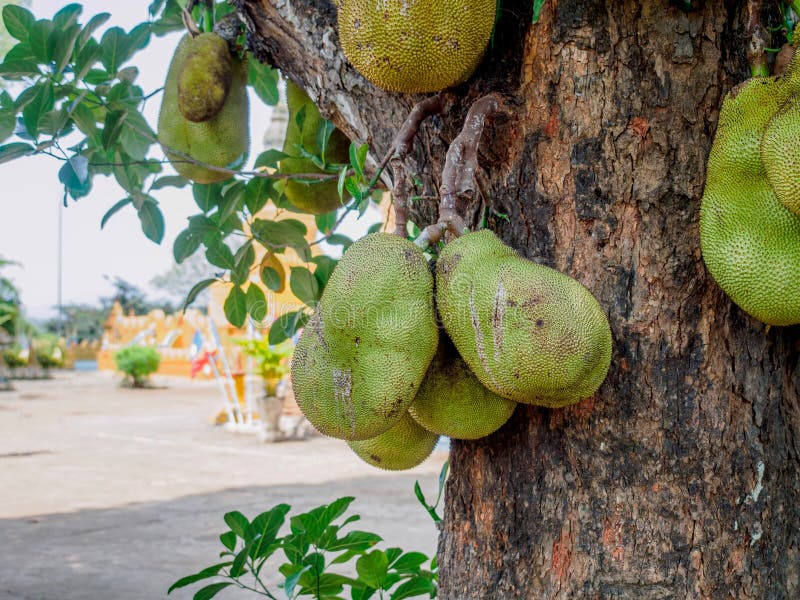 A Tree Branch Full of Jack Fruits Stock Image - Image of food, health ...