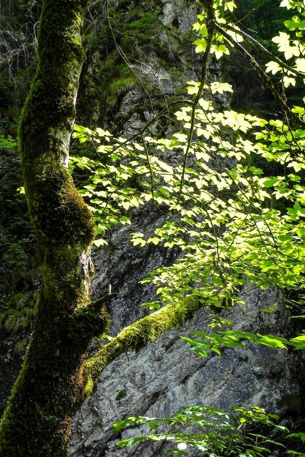 Tree Branch Full of Many Green Leaves Stock Image - Image of little ...