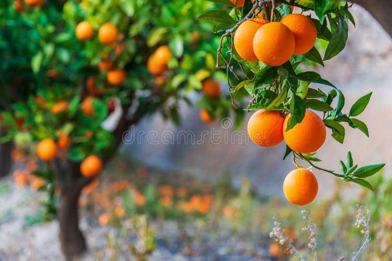 Tree Branch Full of Ripe Oranges Ready To Be Picked, with a Blurred ...