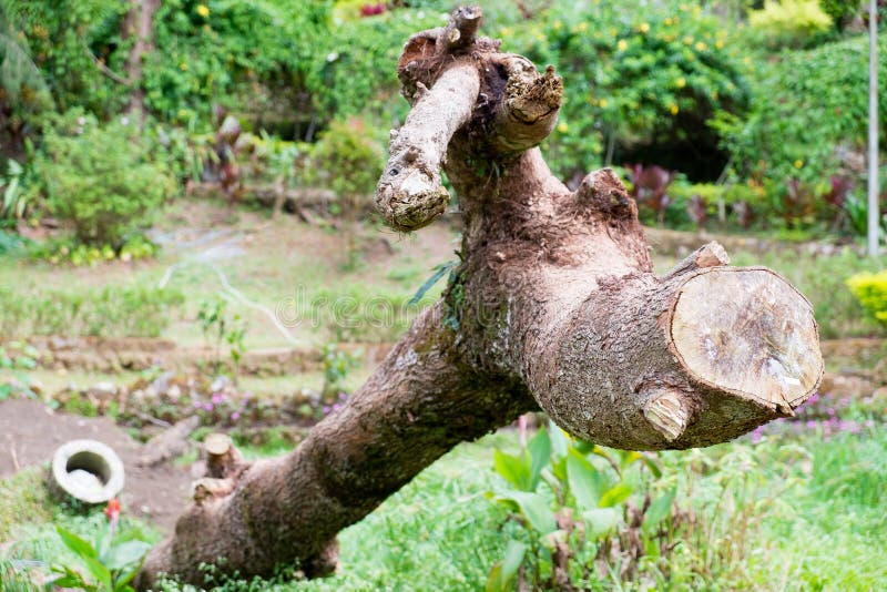A Tree Branch at Garden Park Stock Photo - Image of garden, branch ...