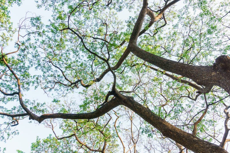 Tree with Branch in the Gardens Stock Image - Image of space ...