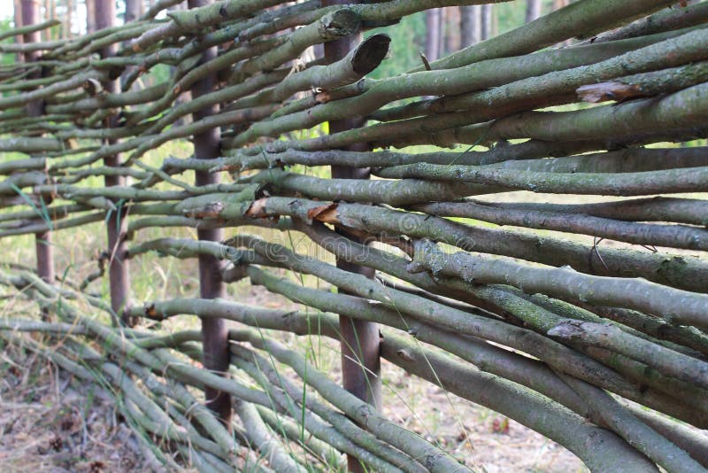 Tree, Branch, Grass Family Picture. Image: 120958274