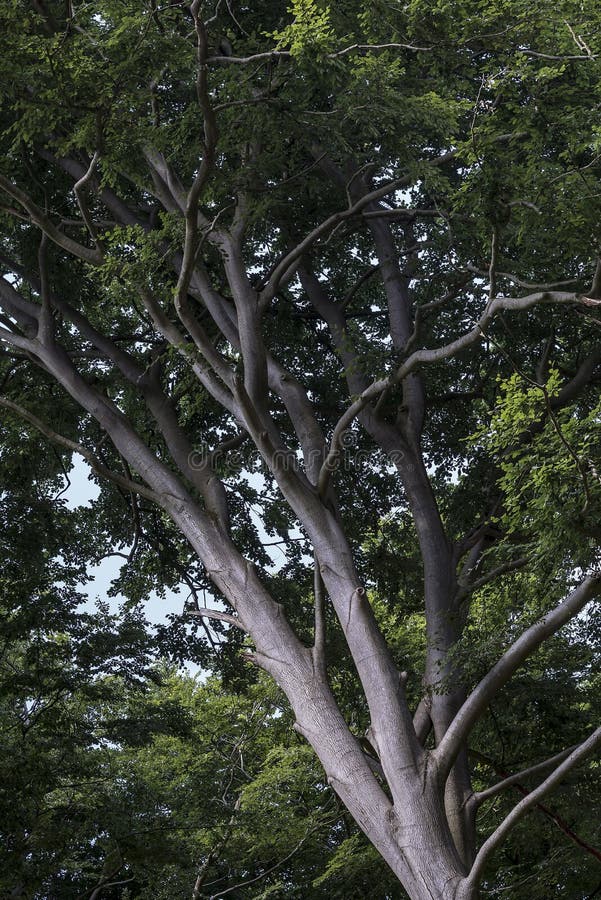 Tree stock photo. Image of branch, tree, expression, forrest - 91311746