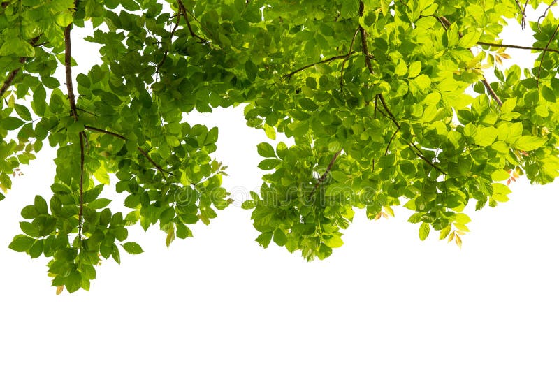 Tree Branch with Green Leaf Isolated Stock Image - Image of garden ...