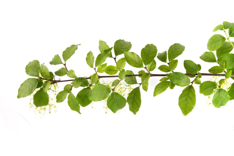 Tree Branch with Green Leaf Top View Stock Image - Image of flower ...