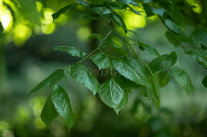 Tree Branch with Green Leaves Stock Photo - Image of garden, scenic ...