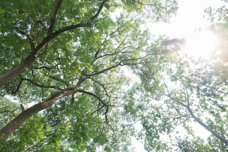 Tree Branch of Green Leaves on a Big Tree Stock Photo - Image of season ...