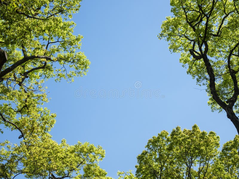 Tree Branch Leaves on Blue Sky Nature Background Stock Photo - Image of ...