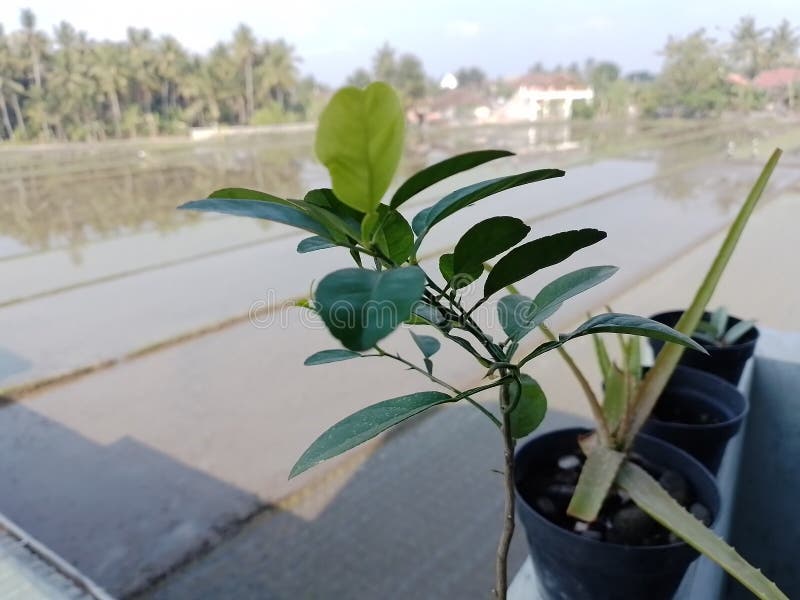 Tree Branch with Green Leaves Stock Photo - Image of food, leaf: 289514890