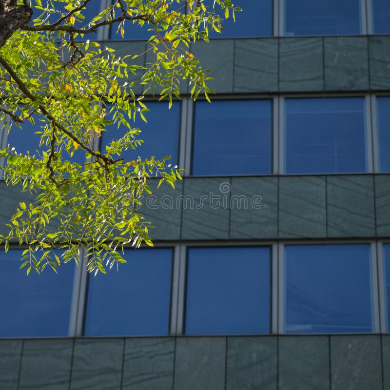Tree Branch with Green Leaves in Front of Modern Building Stock Photo ...