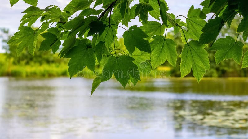 Tree Branch with Green Leaves Near the River in Summer Stock Photo ...