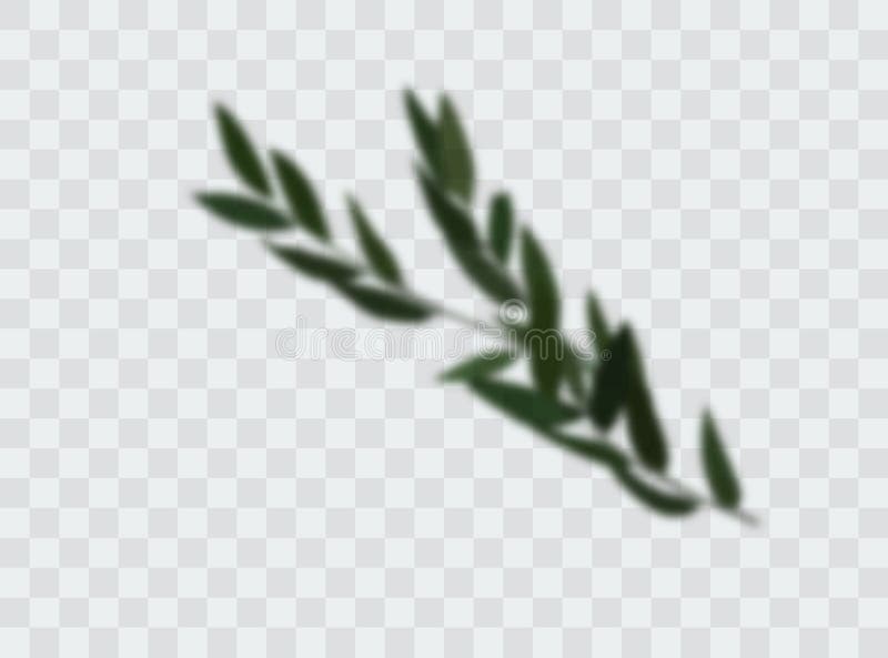 Tree Branch with Green Leaves Over White Background. Vector Graphics ...