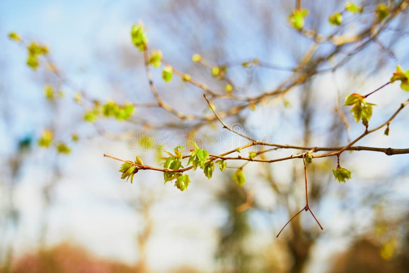 Tree Branch with Green Leaves on it on a Spring Day Stock Photo - Image ...