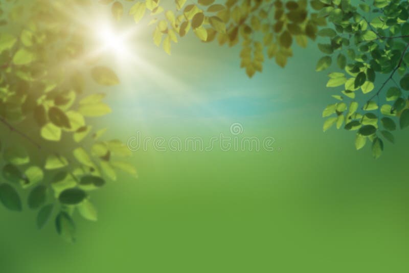 Tree Branch with Green Leaves on Sunny Day. Summer Morning Stock Photo ...