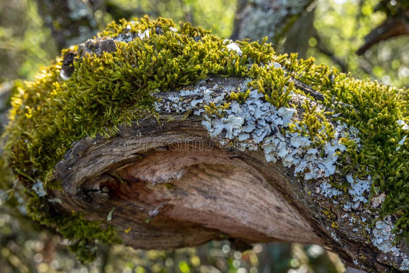 Mosses and Lichens on a Dead Tree Branch Stock Photo - Image of blur ...
