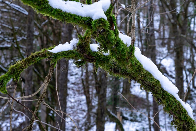 Tree Branch with Green Moss Under the Snow Stock Photo - Image of ...