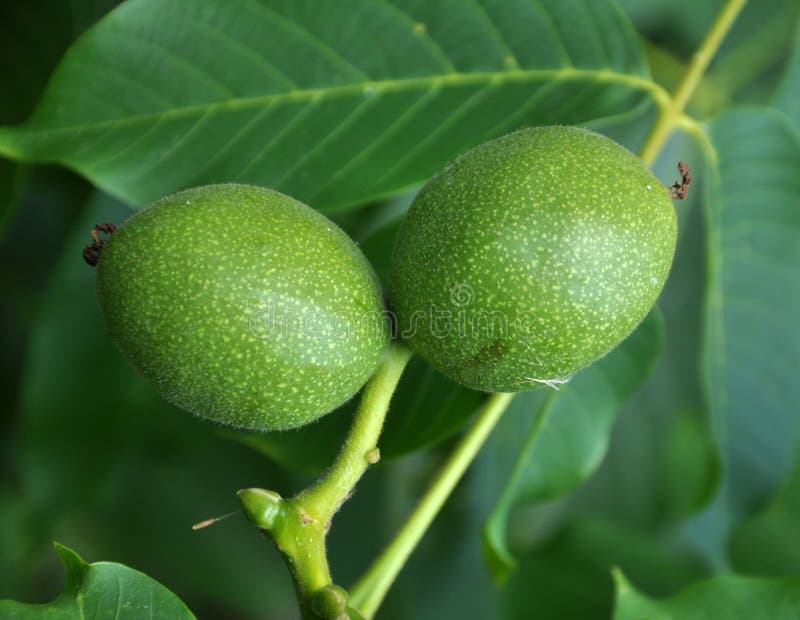 On a Tree Branch is a Walnut that Ripens with a Green Shell Stock Image ...