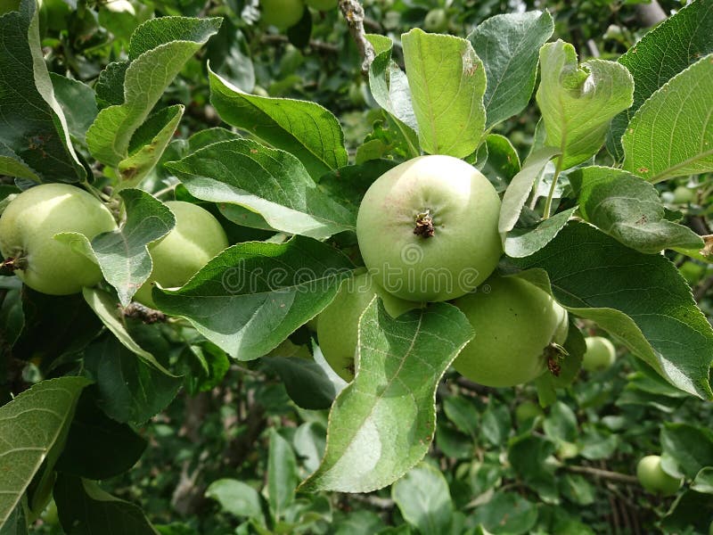 Green unripe apples stock photo. Image of growing, health - 120288082
