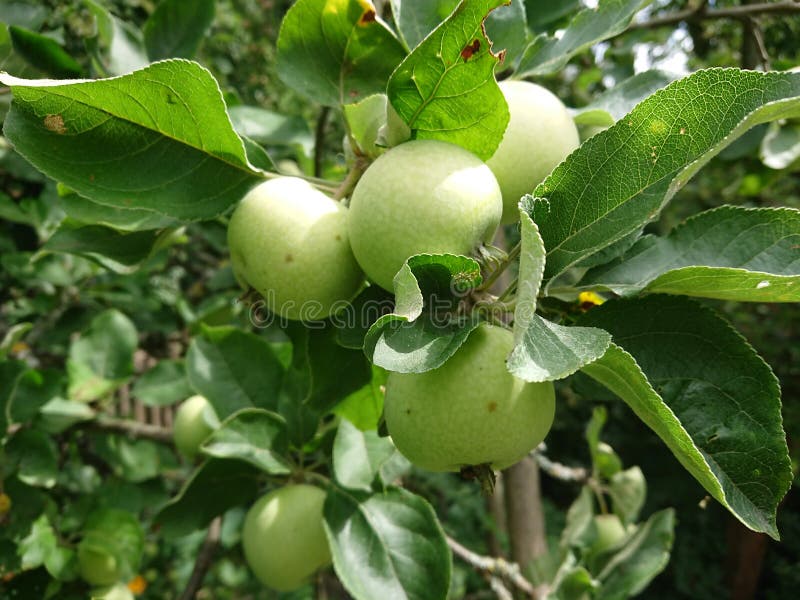 Green unripe apples stock photo. Image of outside, freshness - 120288130
