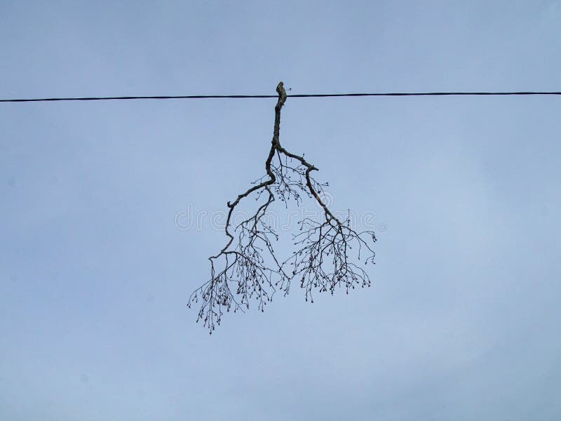 A Tree Branch Hanging from Cable Stock Image - Image of twig, small ...