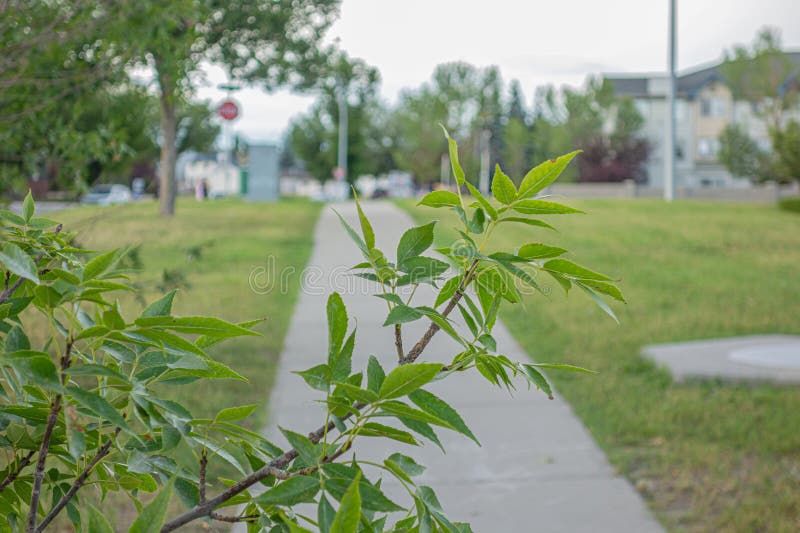Tree Branch Hanging Over a Sidewalk Stock Image - Image of outside ...