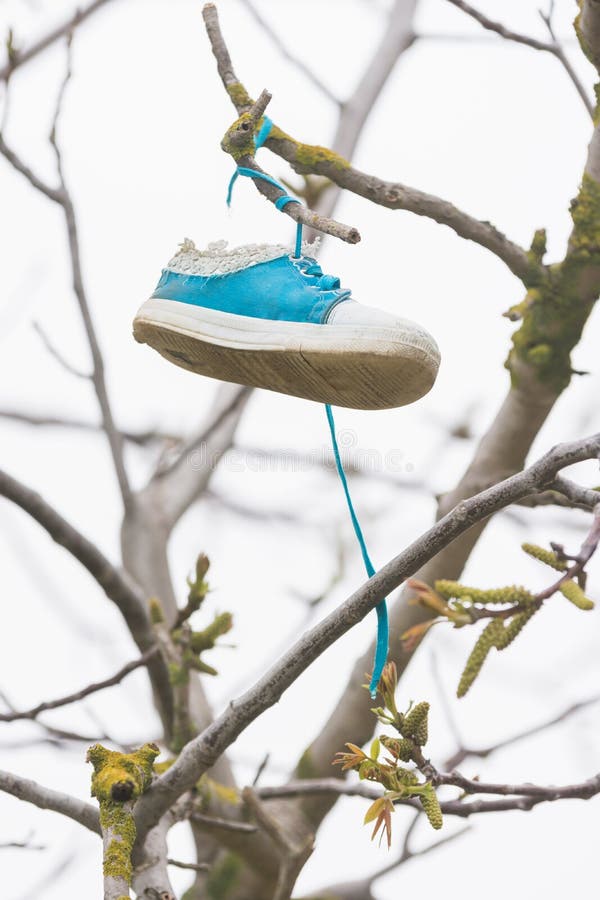 On Tree Branch Hanging Shoe Girl Stock Photo - Image of spring, thrown ...