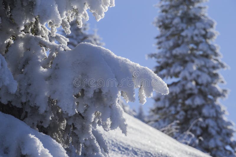 Tree Branch in Heavy Snow Fall Stock Image - Image of scene, frost ...